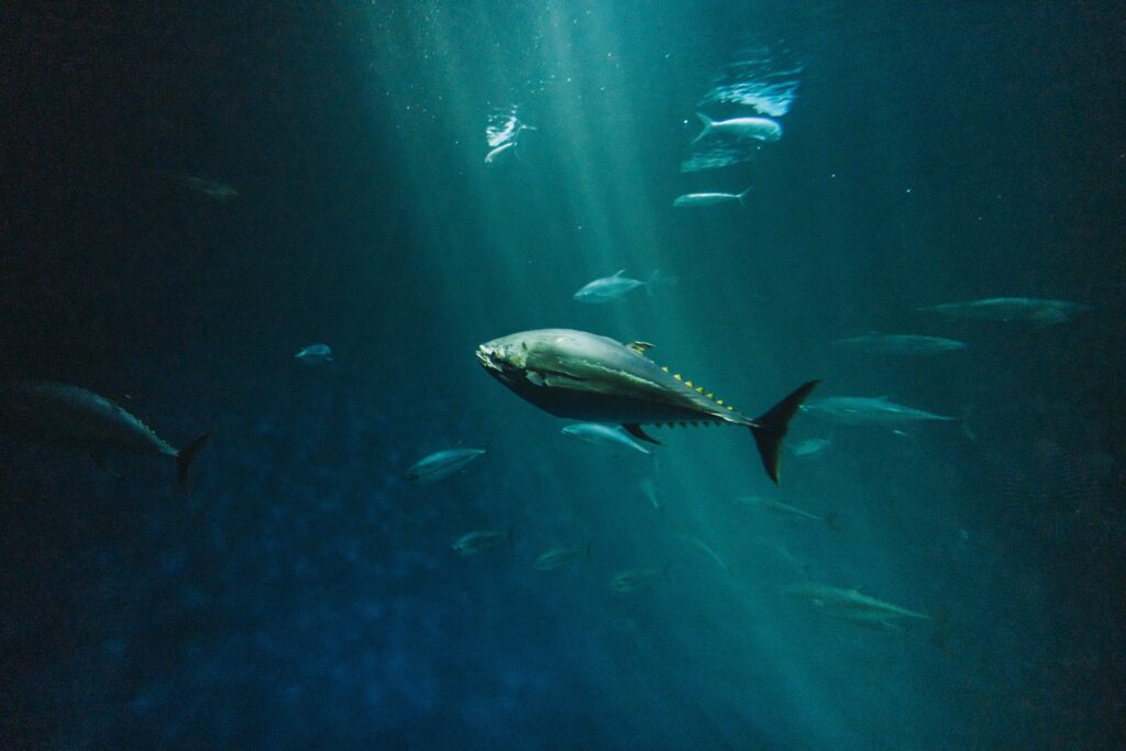 Fisheries: EU makes proposals for the conservation and sustainable ...