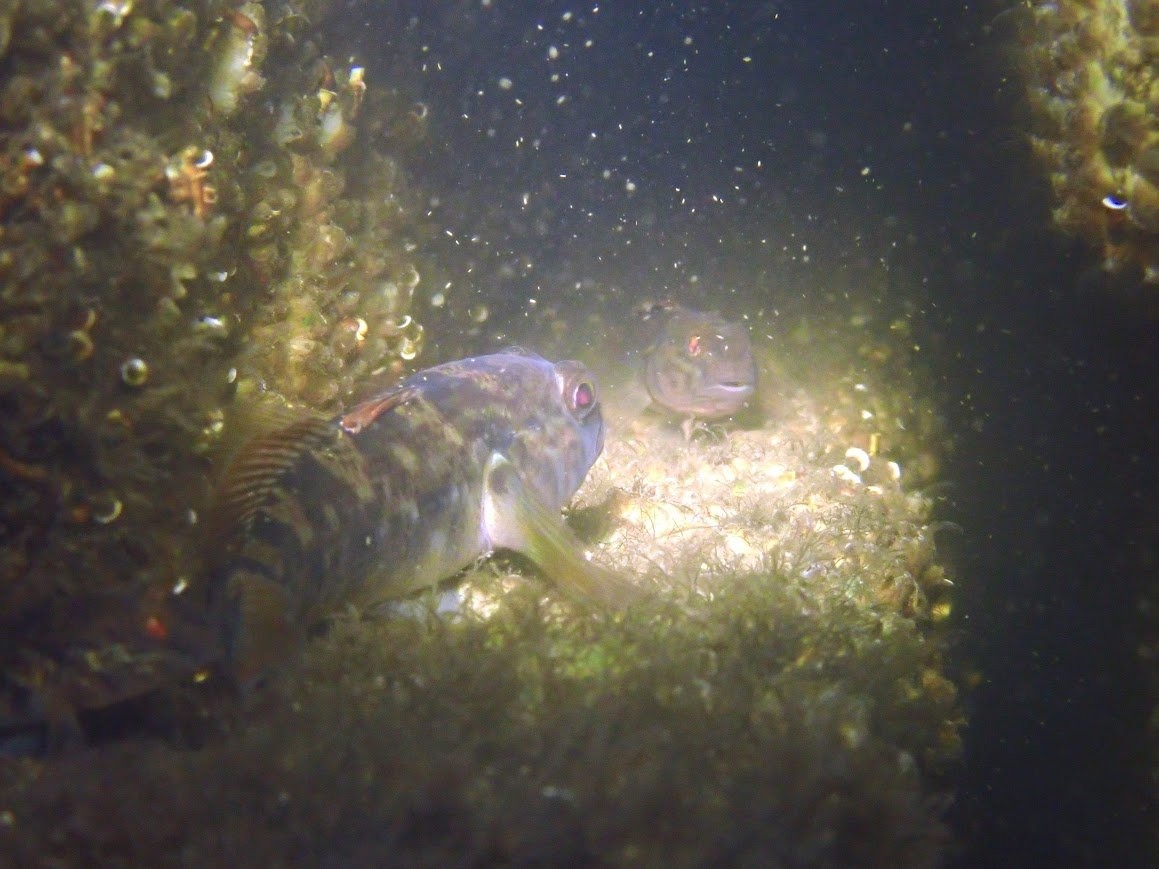 Reefblocks: Advancing Biodiversity and Coastal Protection - Maritimafrica